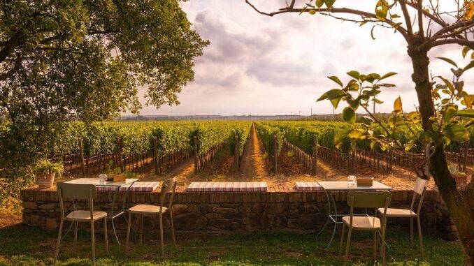 Dove mangiare a Bolgheri, cinque ristoranti da non perdere tra vigne e ...